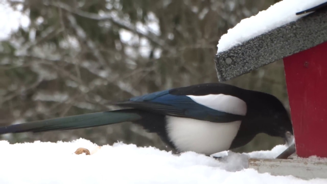 Elster am Futterhaus - YouTube