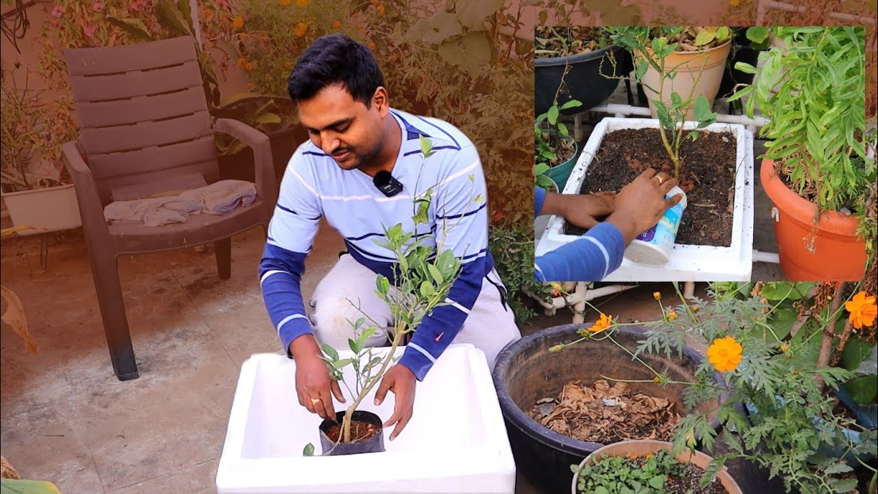 Thermocol box లో SeedLess lemon మొక్క - YouTube