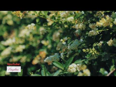 muhammad yusuf sheri feruzabonu o'qidi.mp4