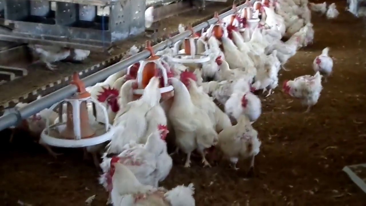 Pemeliharaan Ayam Bibit Pedaging (Breeding Farm) - YouTube