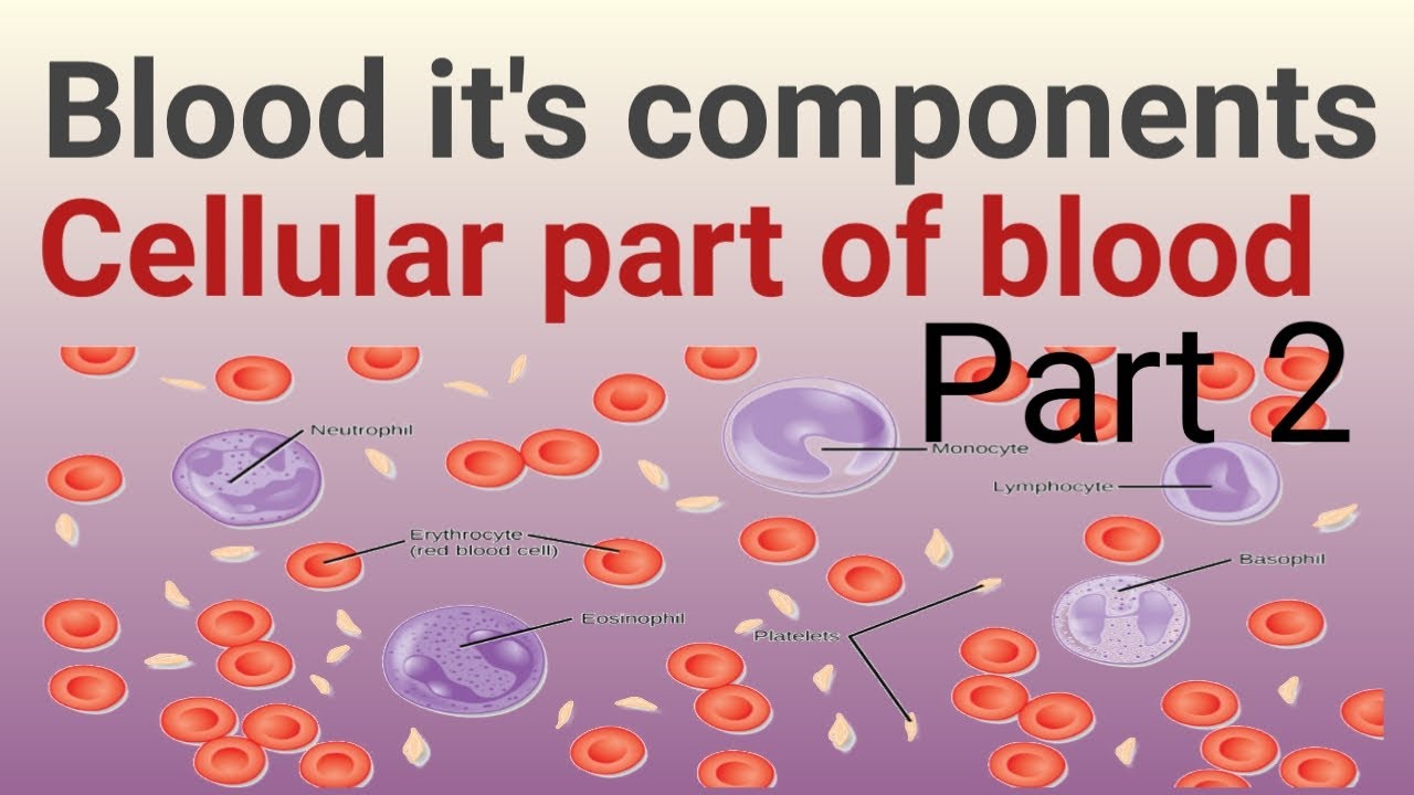 blood it's and Components #cellular part of blood# - YouTube