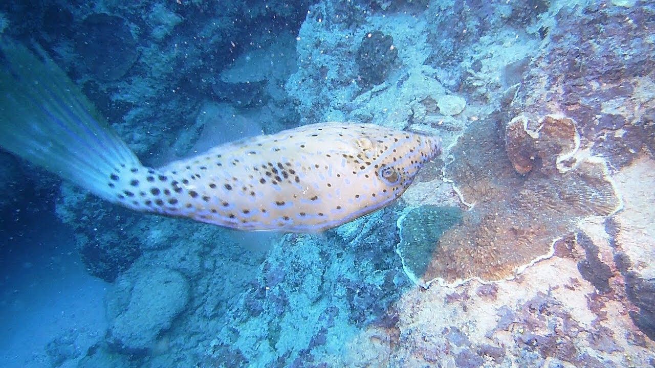 Dancing Scrawled Trigger fish - YouTube