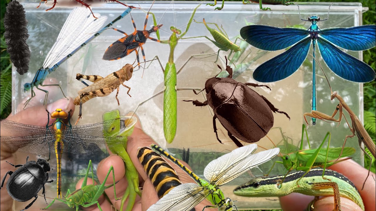 Catch various types of wild insects‼️grasshoppers, beetles, dragonflies ...
