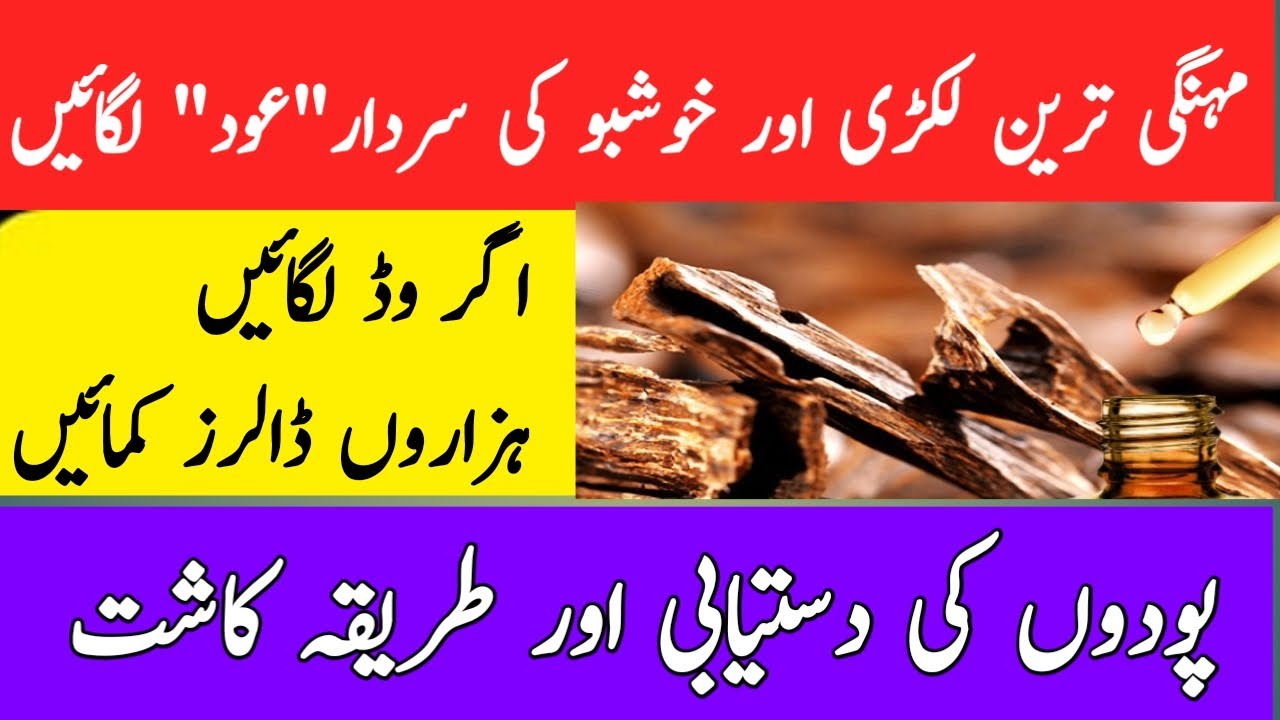 Why Agarwood Is So Expensive ? || Ood Plantation || Agarwood/Oud ...