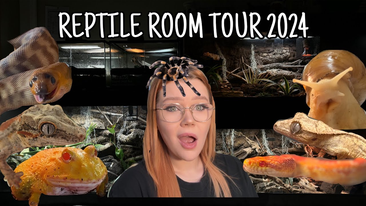 REPTILE ROOM TOUR 2024 - YouTube