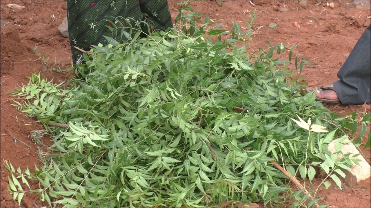 Mulching in Sweet Lime Orchards with Dry and Wet Leaves - YouTube