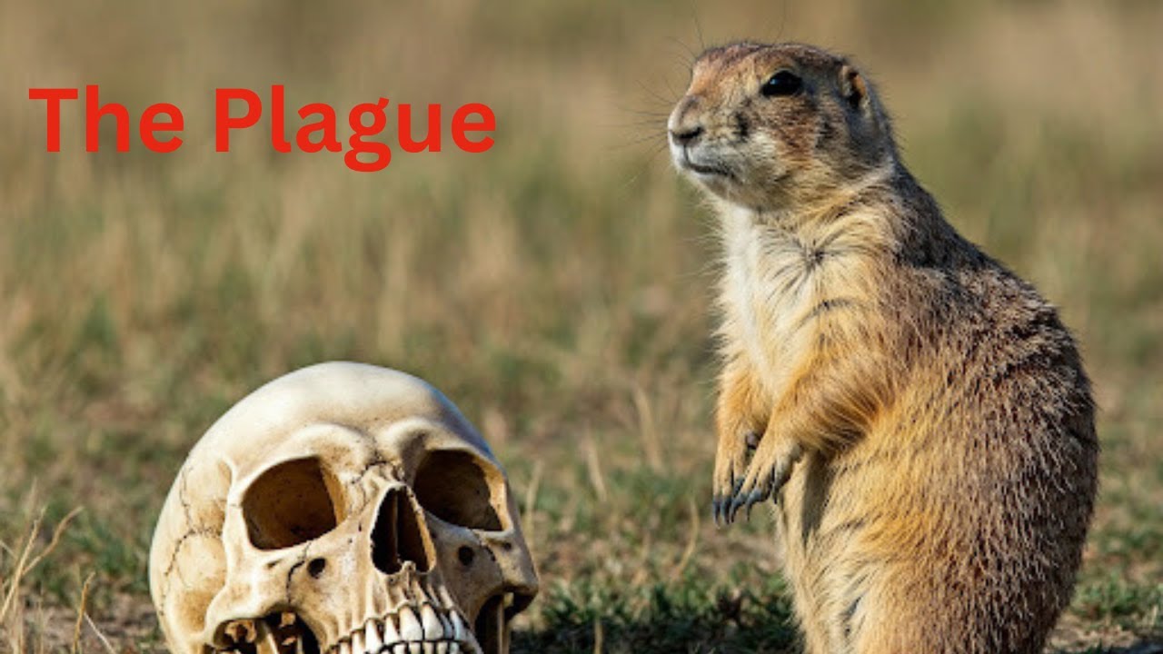 Prairie Dogs and the Bubonic Plague A Hidden Threat - YouTube
