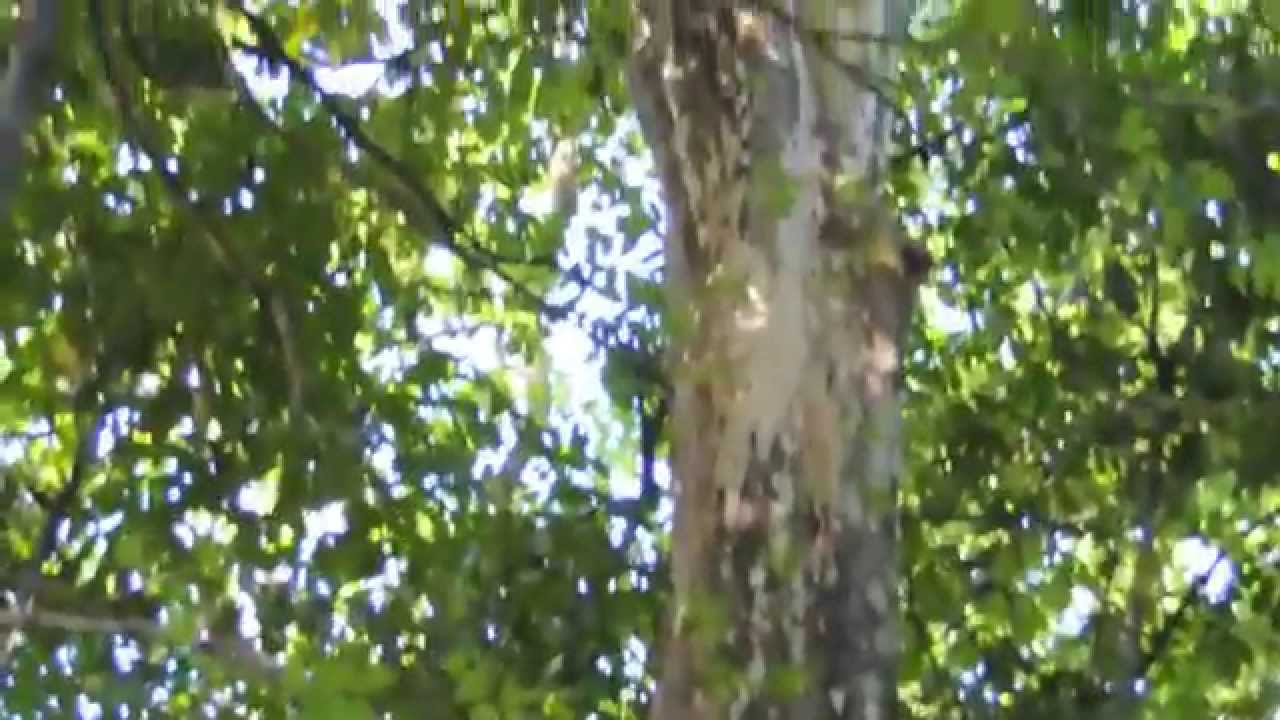 PAU-FERRO Caesalpinia ferrea, Brazilian ironwood, Leopard-tree - YouTube