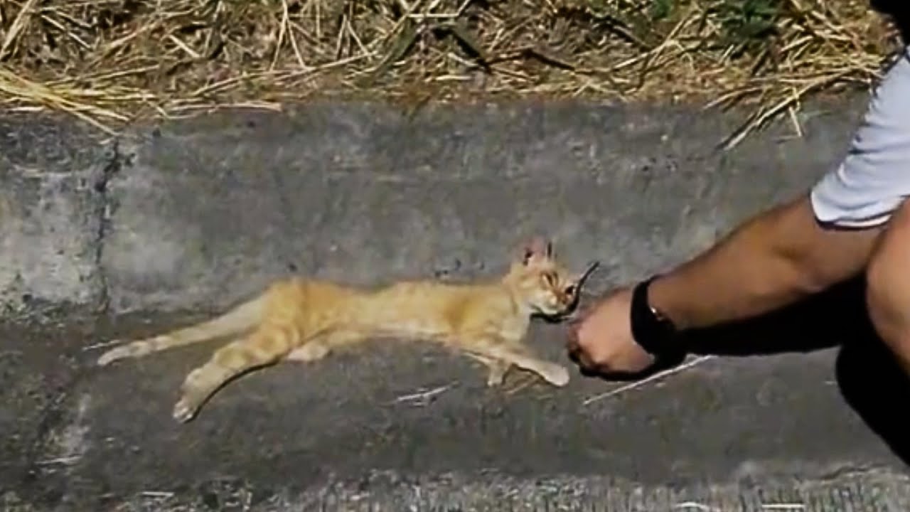 Dying scrawny stray cat no one cares about - YouTube