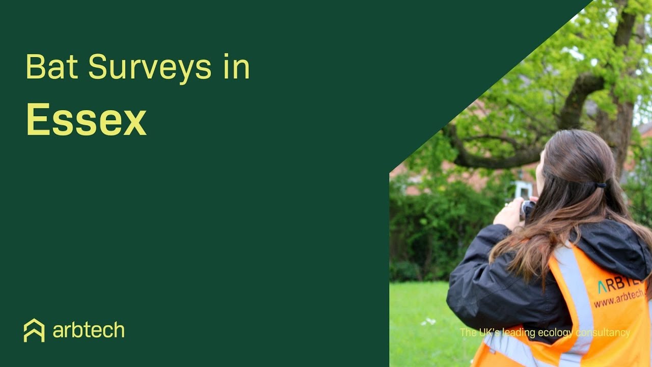 Bat Surveys in Essex - YouTube