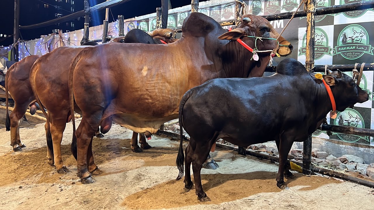Live Sold | ৯ লাখ ৩৫ হাজার | Our Qurbani 4 Bulls | Rahmah Cattle Farm ...