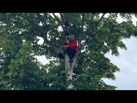 BAHÇEDEKİ IHLAMUR AĞACINI BUDARDIM PERT OLDUM 