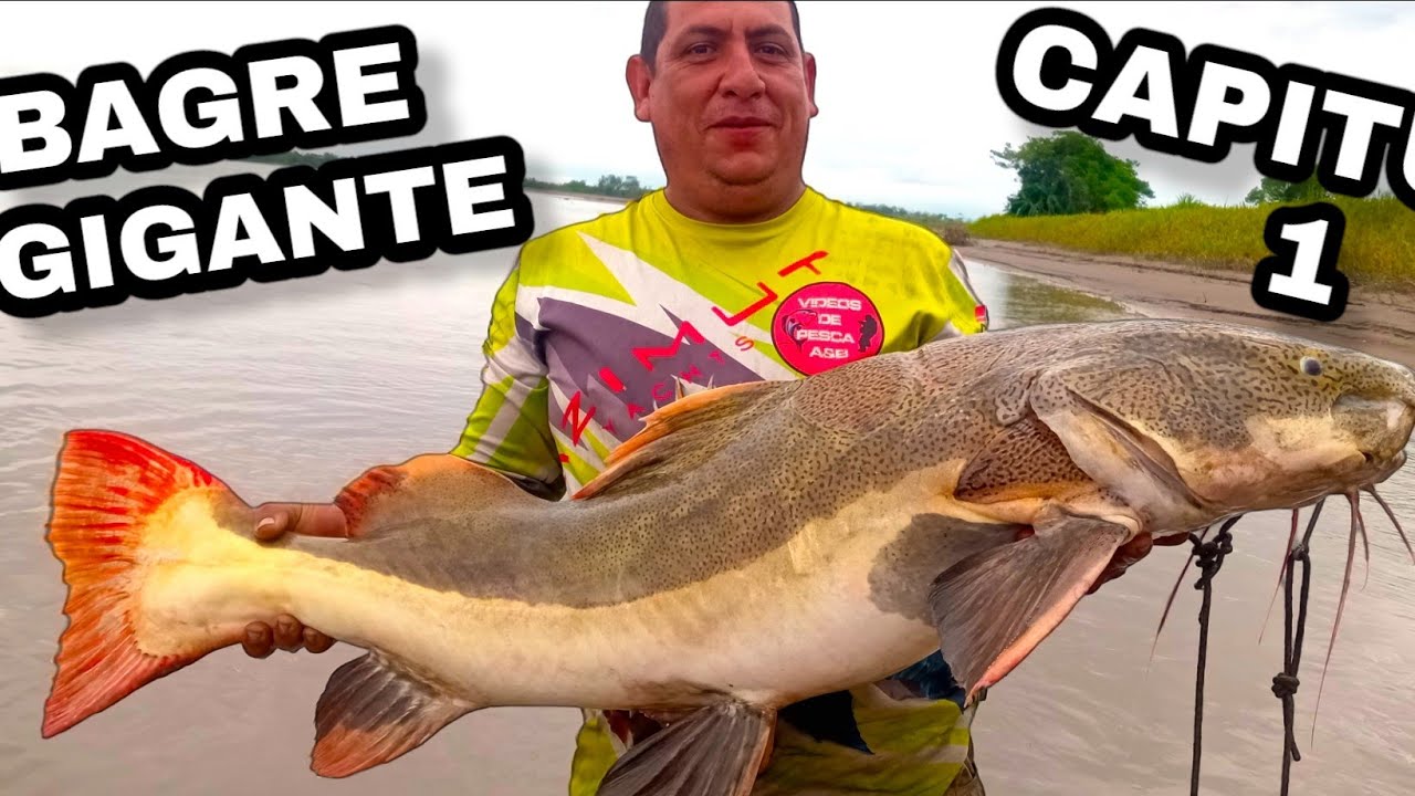 PESCA DE PEZ MONSTRUO - CAP. 1/3 - YouTube