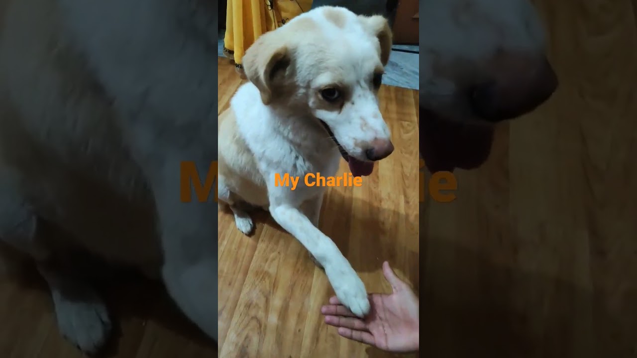 My Charlie - YouTube