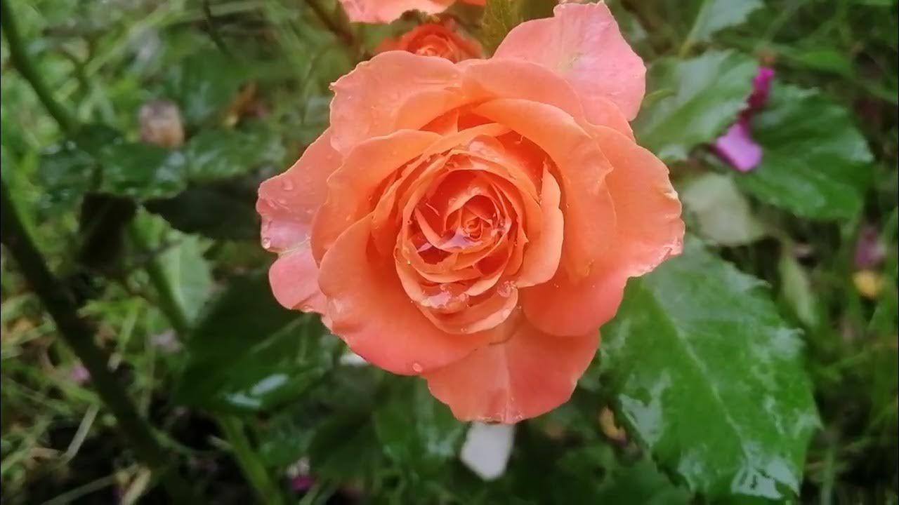 РОЗА ОРАНЖ БЭБИ (Orange Beby). 26 июня 2023 года. УКРАИНА 🇺🇦 - YouTube