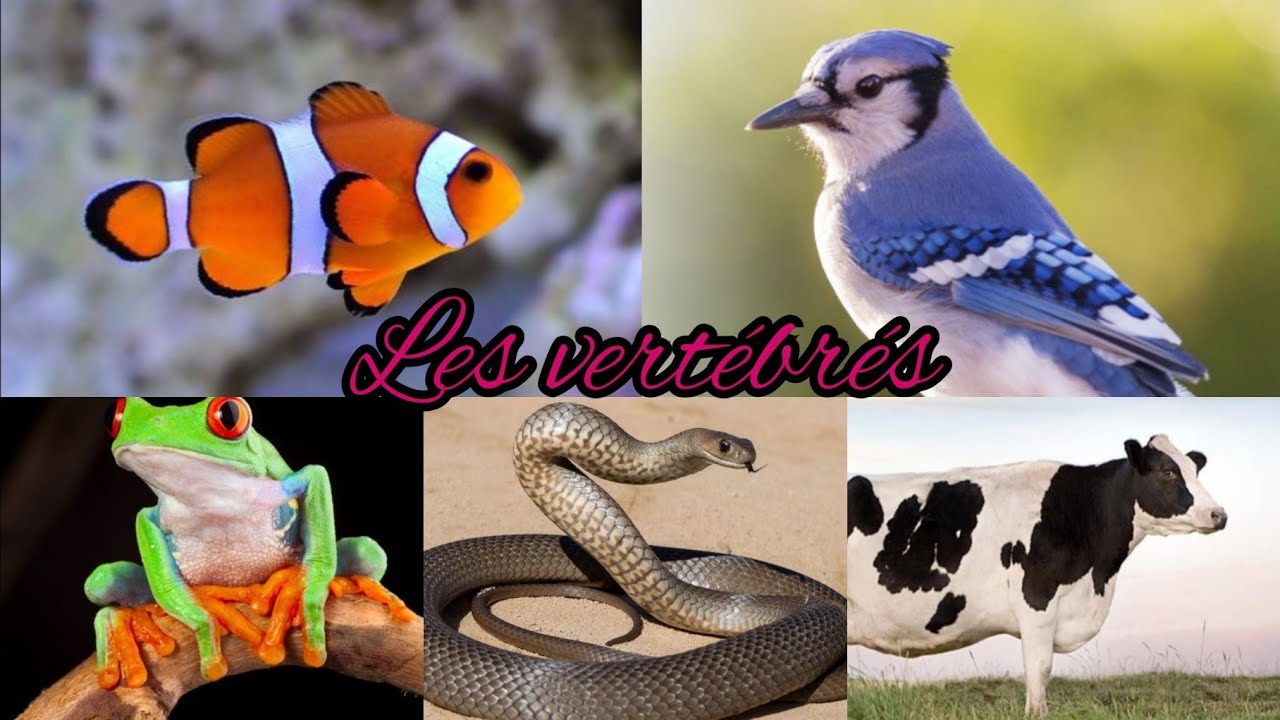 les vertébrés - YouTube