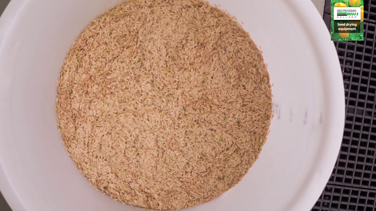 Seed Extraction Process at Bakker Seed Productions B.V. - YouTube