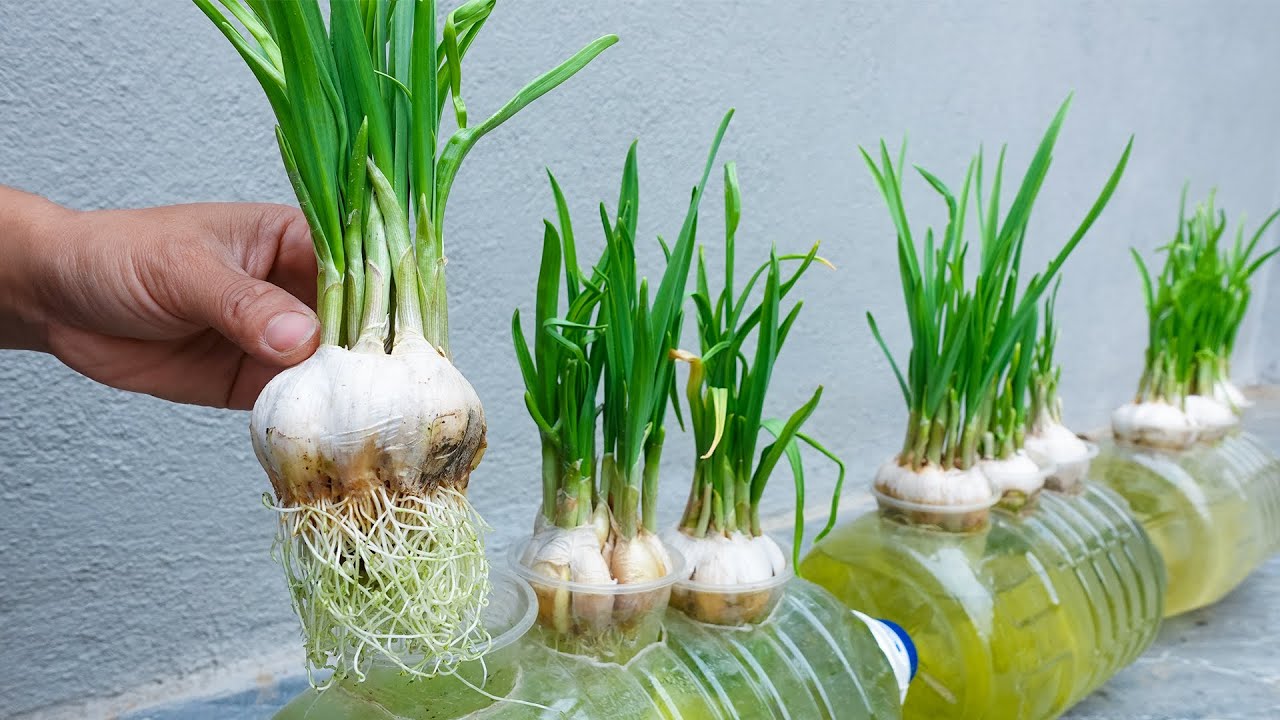 Fall Planting: Garlic | How to propagate and harvest garlic sprouts ...