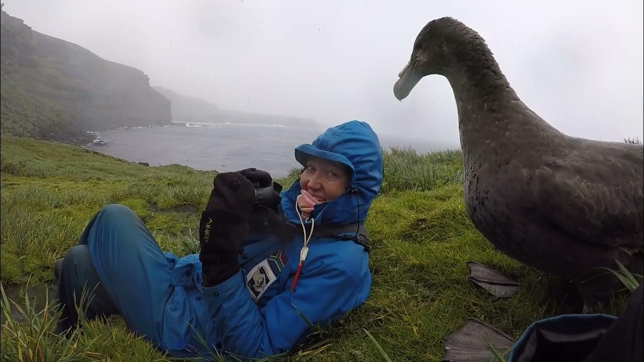 Cheeky Southern Giant Petrel Checks Out The Humans - YouTube