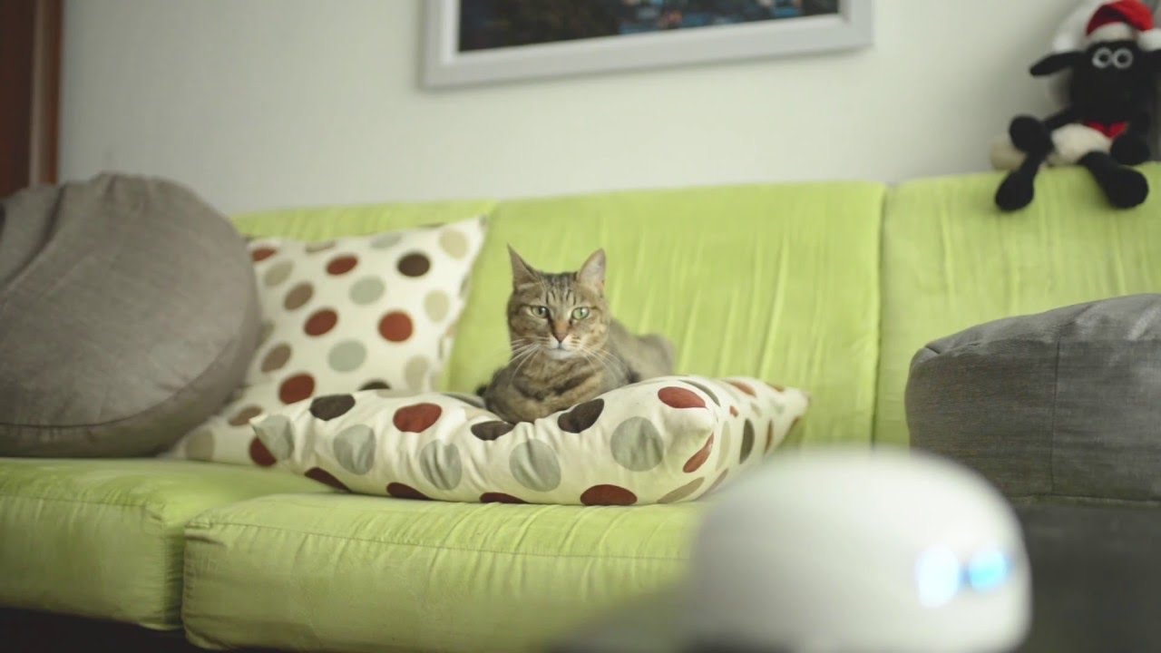 Vortex Robot with Cat - YouTube