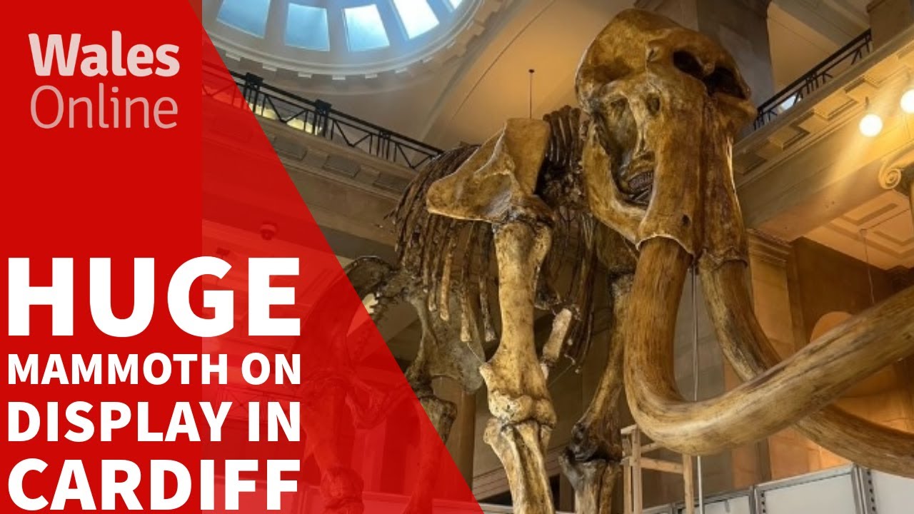 Woolly Mammoth Display Scientists Make Breakthrough In The Hope Of