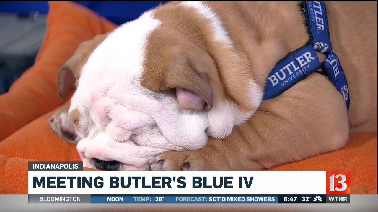 Butler's Blue IV makes his Sunrise debut! - YouTube