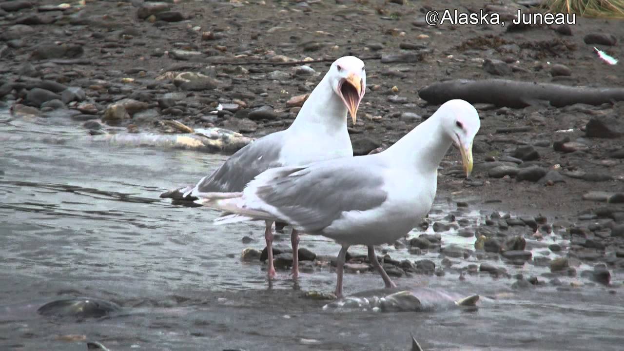 Alaska-Juneau-Glaucous winged gull-2012July - YouTube