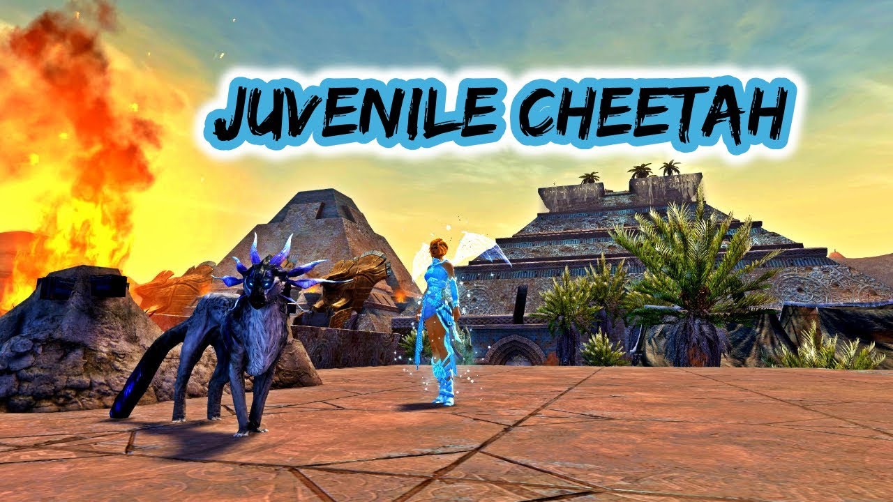 Guild Wars 2 Path of Fire : Soulbeast Pet : Juvenile Cheetah Guide ...