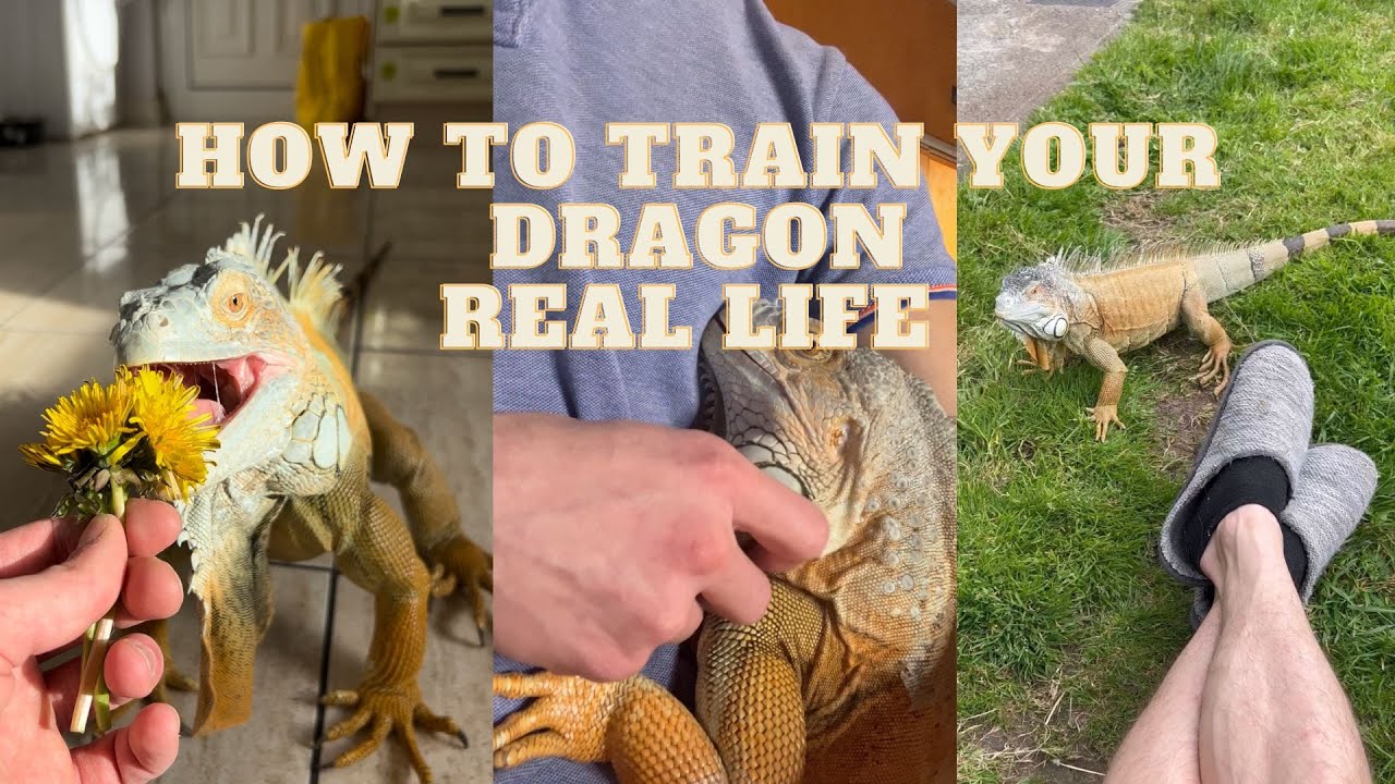 How to train your dragon in real life - YouTube