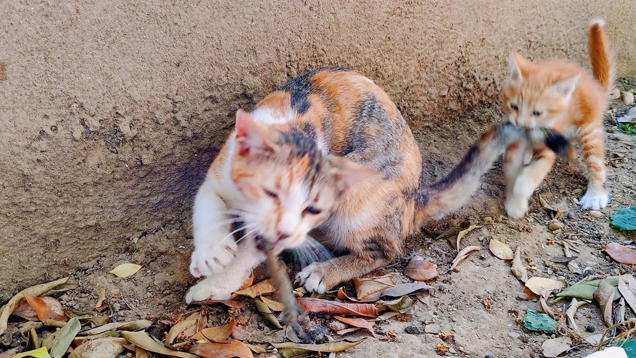 Kitten plays with Mom, Mom plays with lizard - YouTube