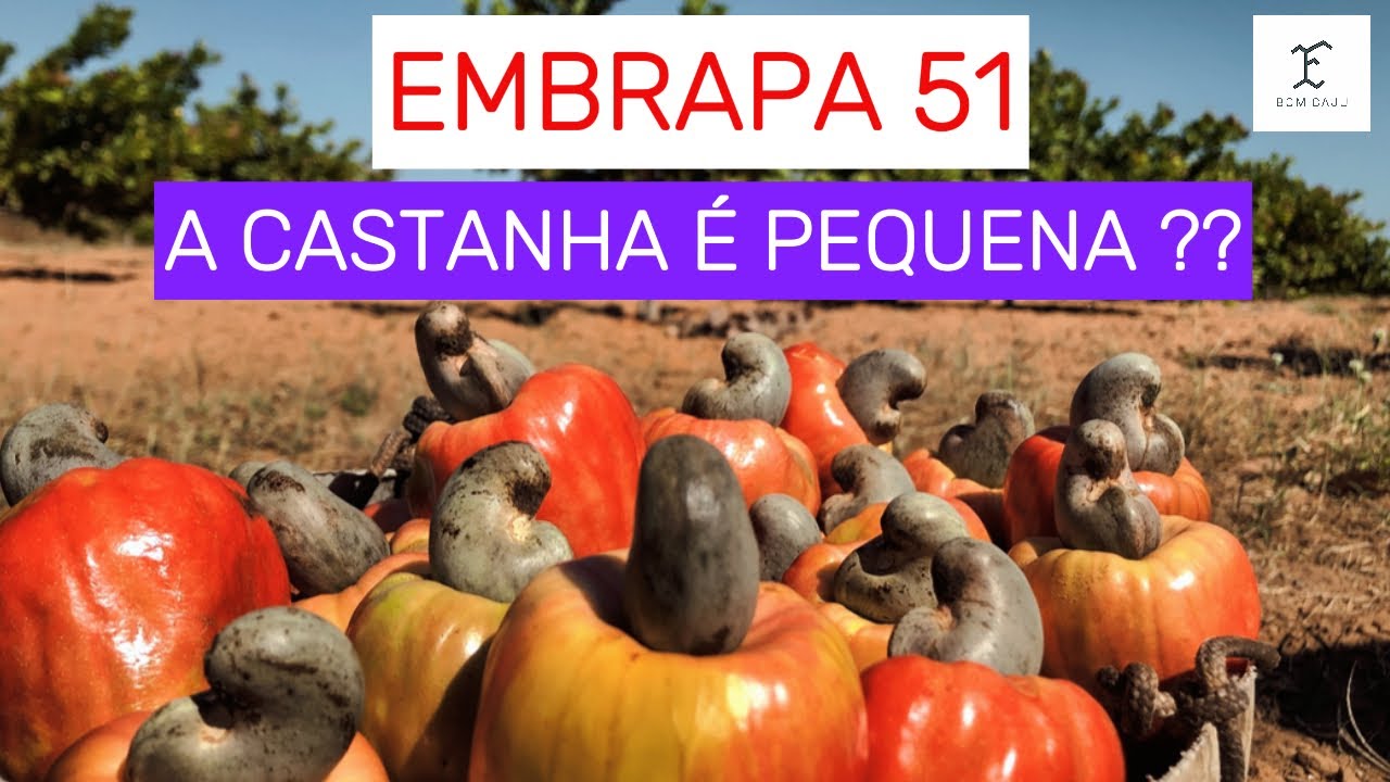 CULTIVAR EMBRAPA 51 - A Castanha é PEQUENA ? - YouTube