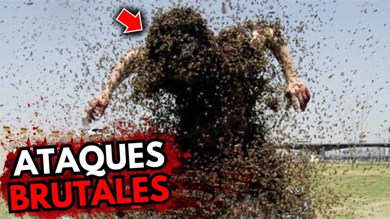 😨Los Ataques de Animales a Humanos Más Brutales Jamás Grabados MARATON ...