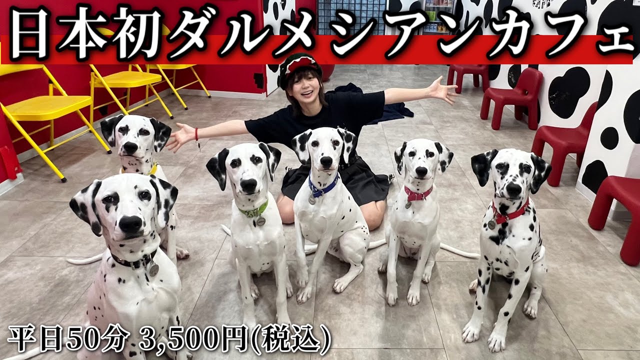 【癒し】日本初のダルメシアン専門犬カフェが癒しの楽園すぎてた...🐶 『DALMATIAN CAFE 101』 - YouTube