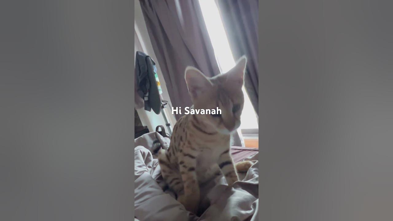 Hi Savanah - YouTube