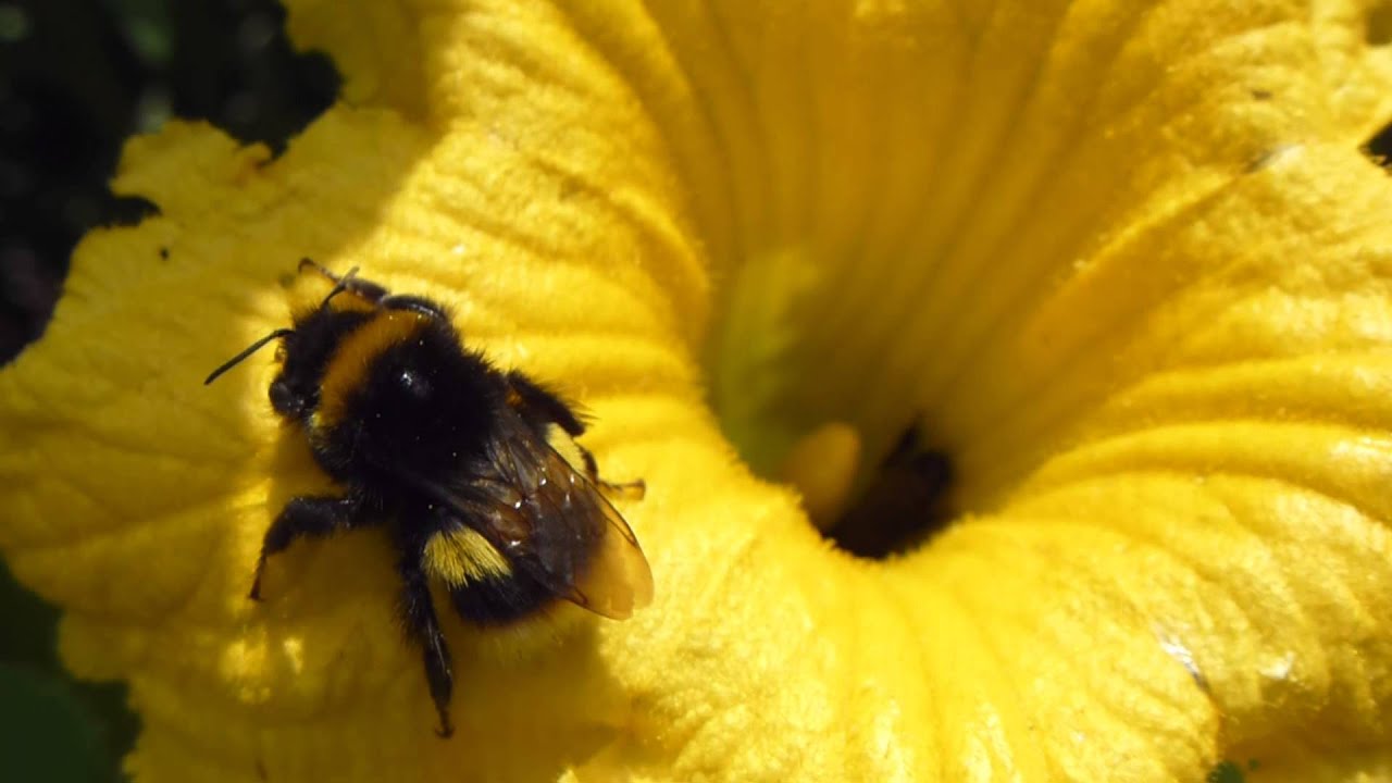 Pumpkin - Graskerablóm og svöng hunangsfluga - Sumarblóm - Grasker ...