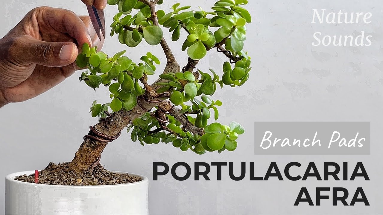 Pruning For Branch Pad and Ramification, Slated Style Portulacaria Afra ...