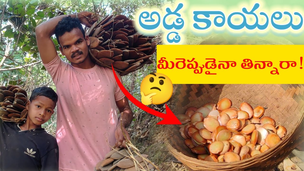 |అడ్డ కాయలు(పిక్కలు) ||Adda kayalu || Tribal wild food #arakuboy # ...