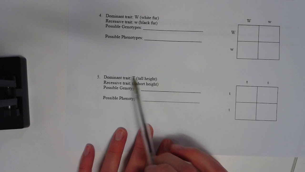 Genetic Crosses - YouTube