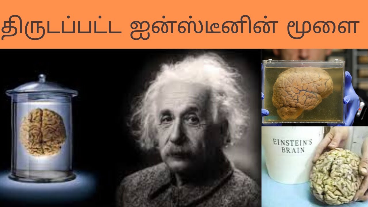 Einstein's Stolen Brain||Tamil||Who stole Einstein's Brain?||Einstein's ...