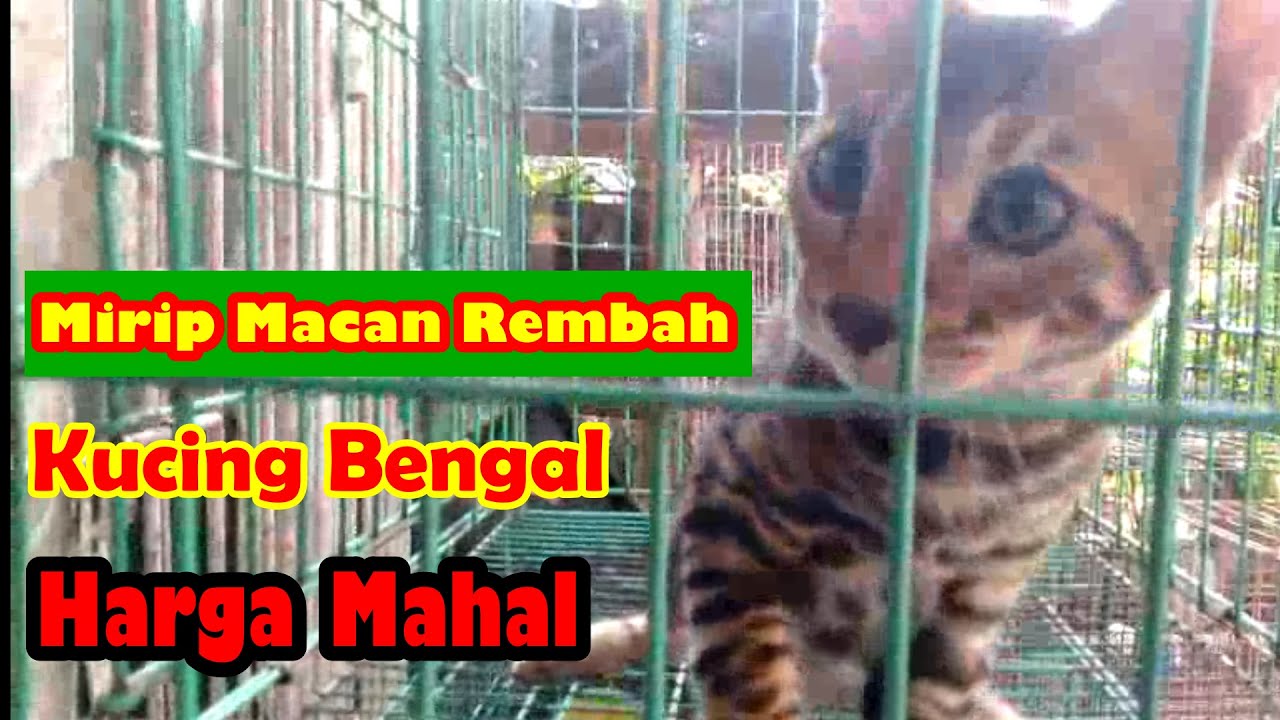 MIRIP MACAN REMBAH KUCING BENGAL BERHARGA MAHAL! THE EXPENSIVE ASIAN ...