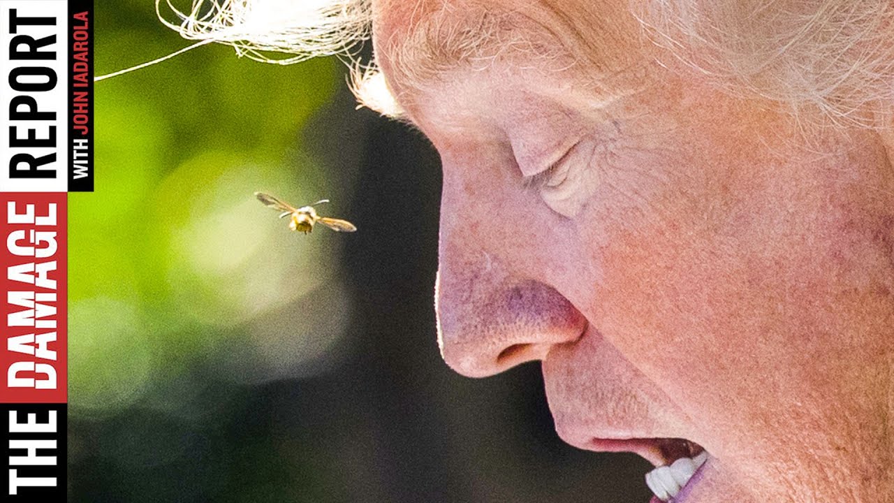 Trump's EPA Devastates Bees In Record Numbers - YouTube