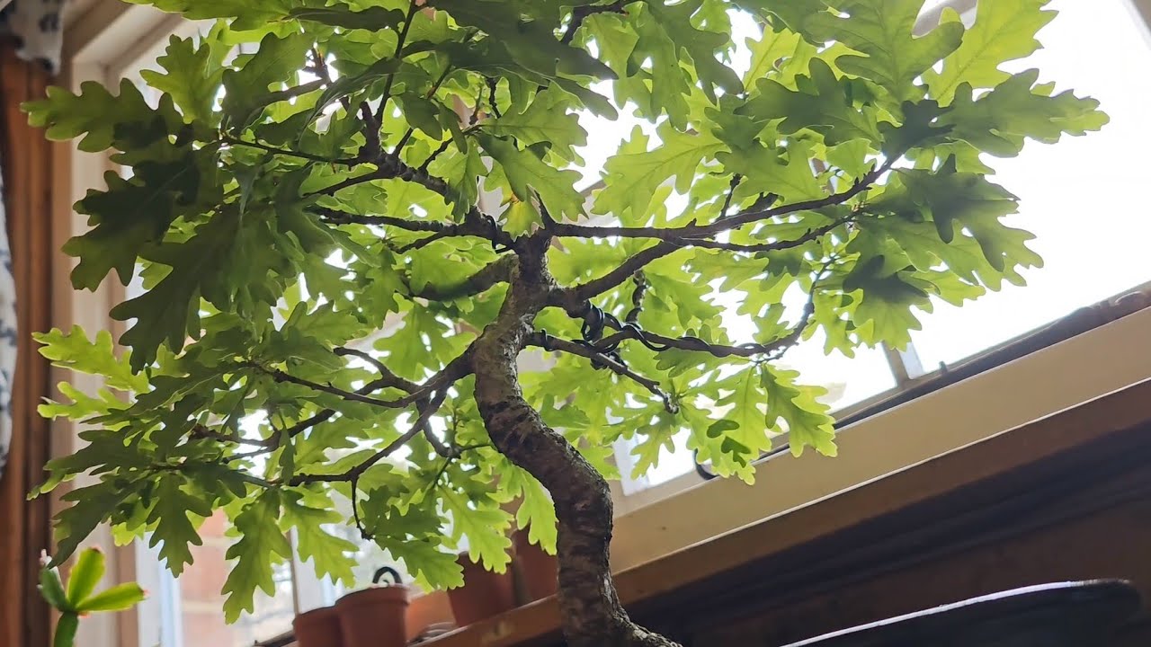 My English Oak Bonsai Tree (Update) - YouTube