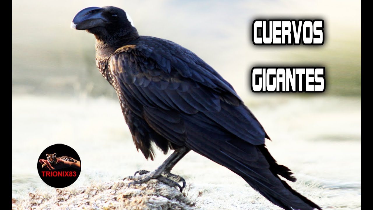 CUERVOS GIGANTES (Conoce los Cuervos mas inteligentes del planeta ...