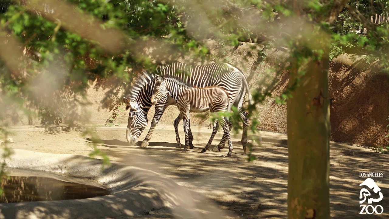 L.A. Zoo Zebra Foal Debut (April 2019) - YouTube