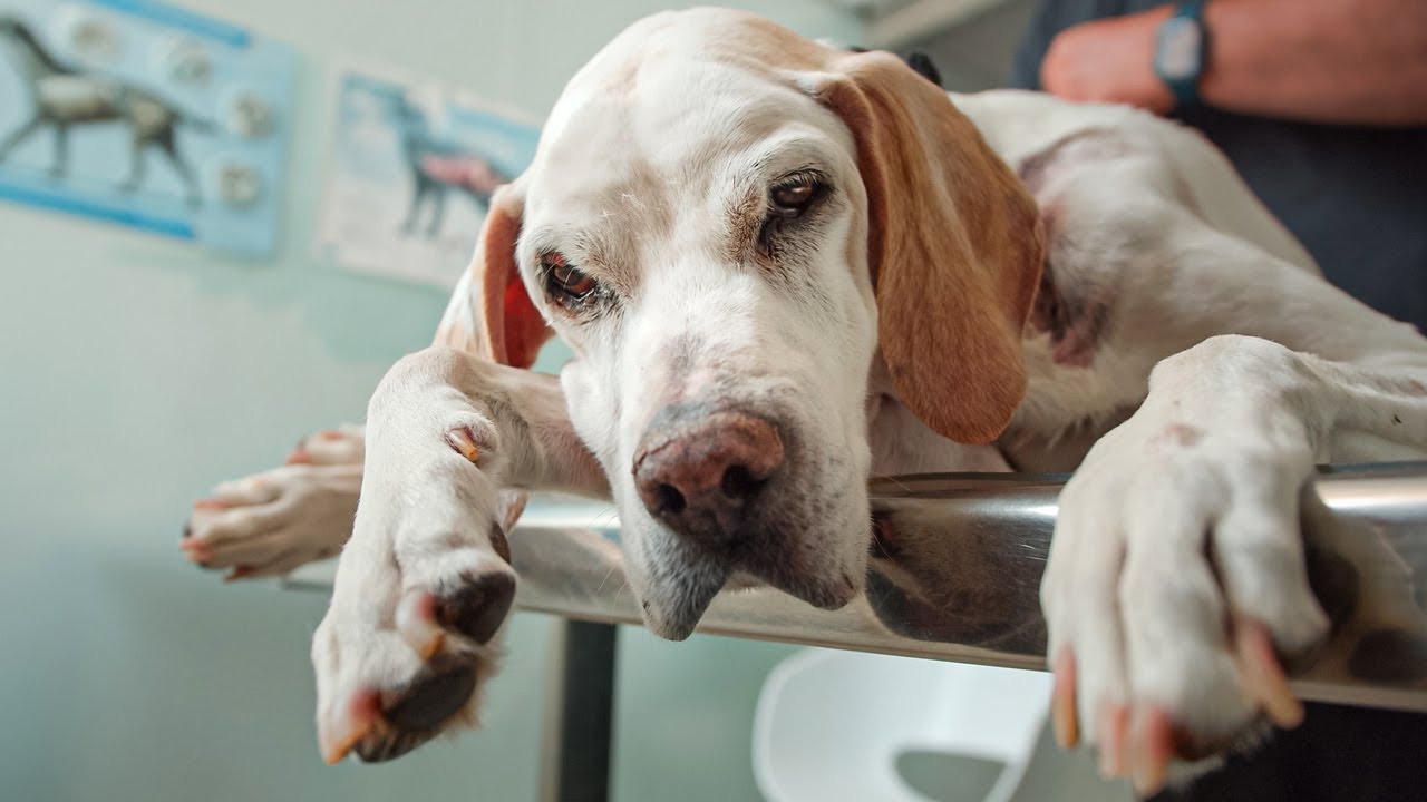 Emotional! Brutally injured dog tries to walk again! - YouTube