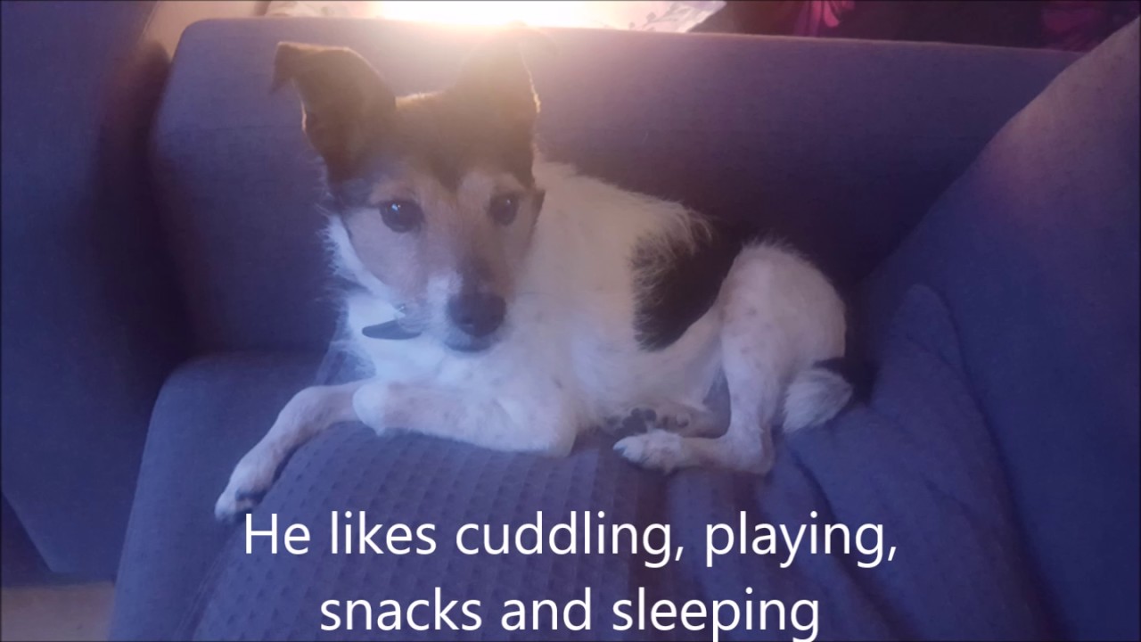 Meet Joe. Joe The Dog - YouTube