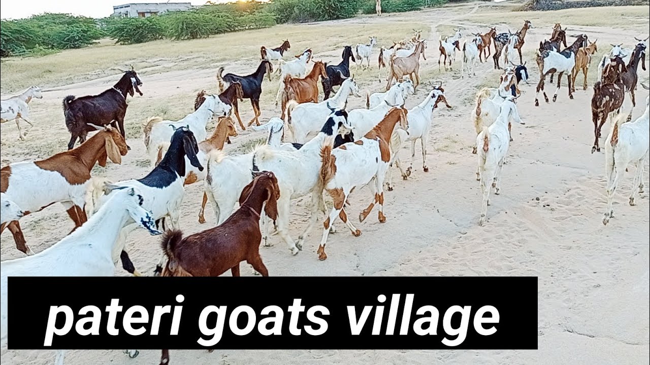 pateri goats village pakistan part l goat amazing video nomadic l ...