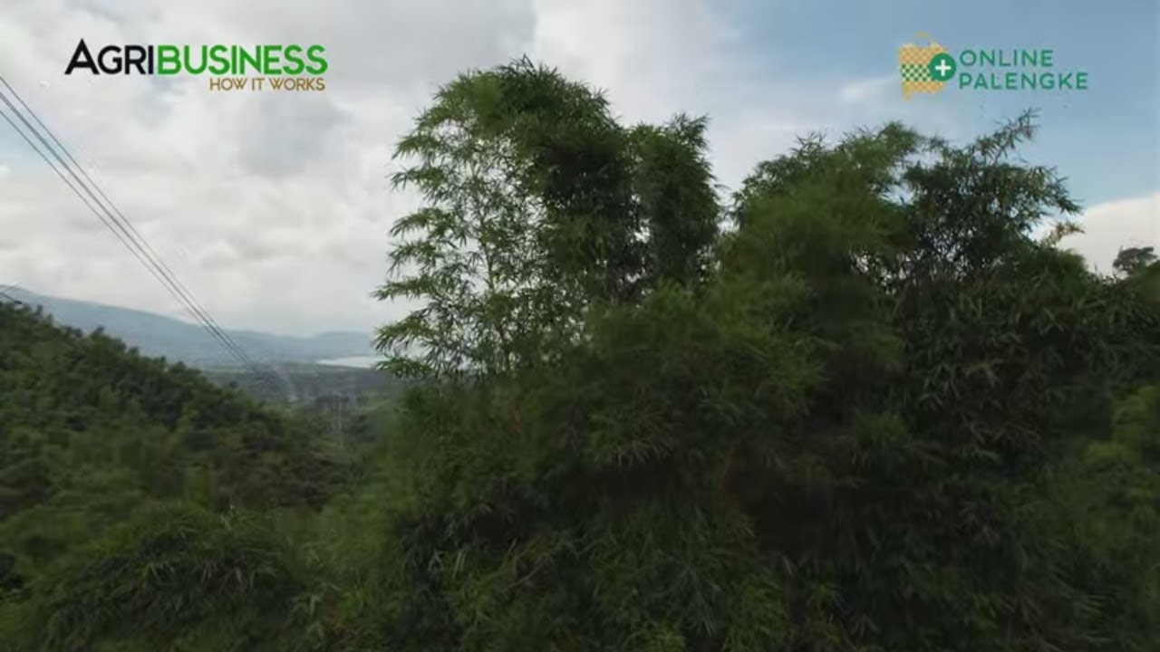 MULTI BILLION KAWAYAN FARMING / INDUSTRY - YouTube