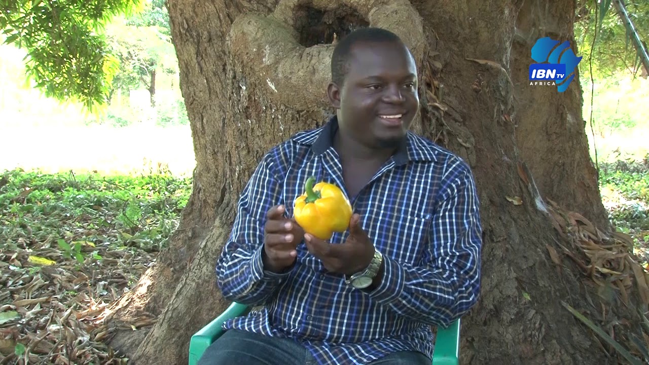 Sauti ya Vijana - Kilimo cha pilipili Hoho Sehemu ya Kwanza - YouTube