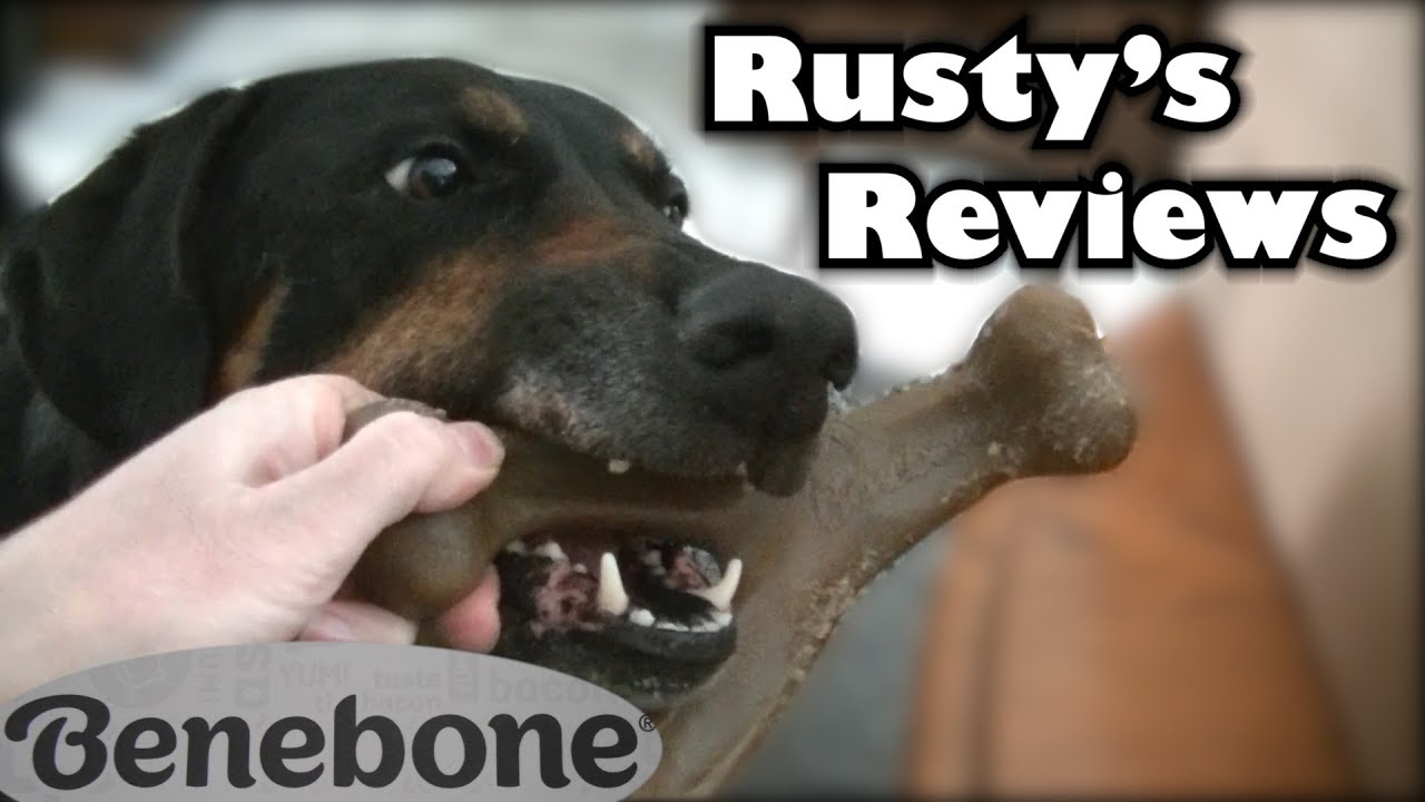 Rusty's Reviews Benebone "Bacon Flavor" - YouTube